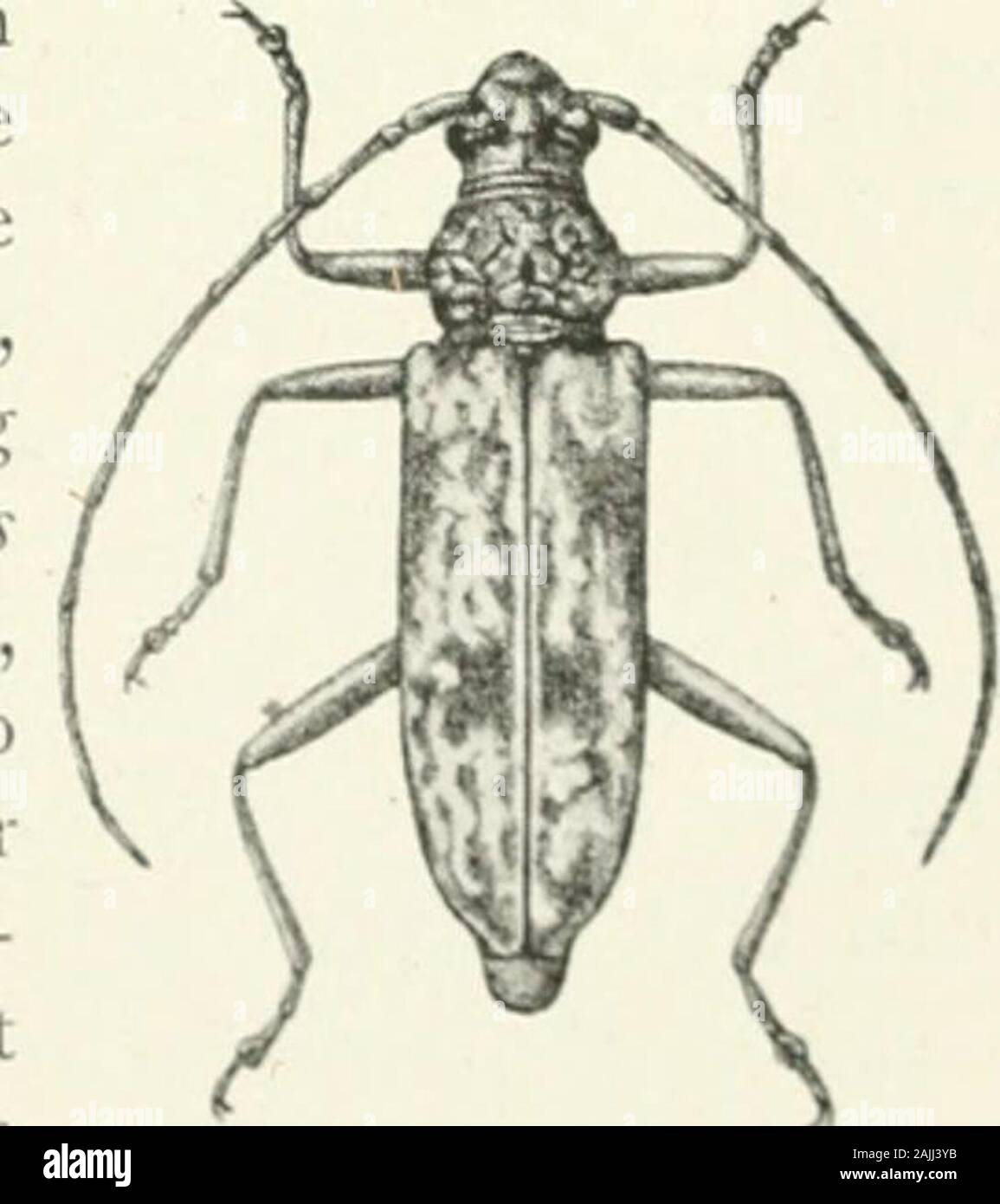 Indian forest insects of economic importance Coleoptera . KM;. 208 ...