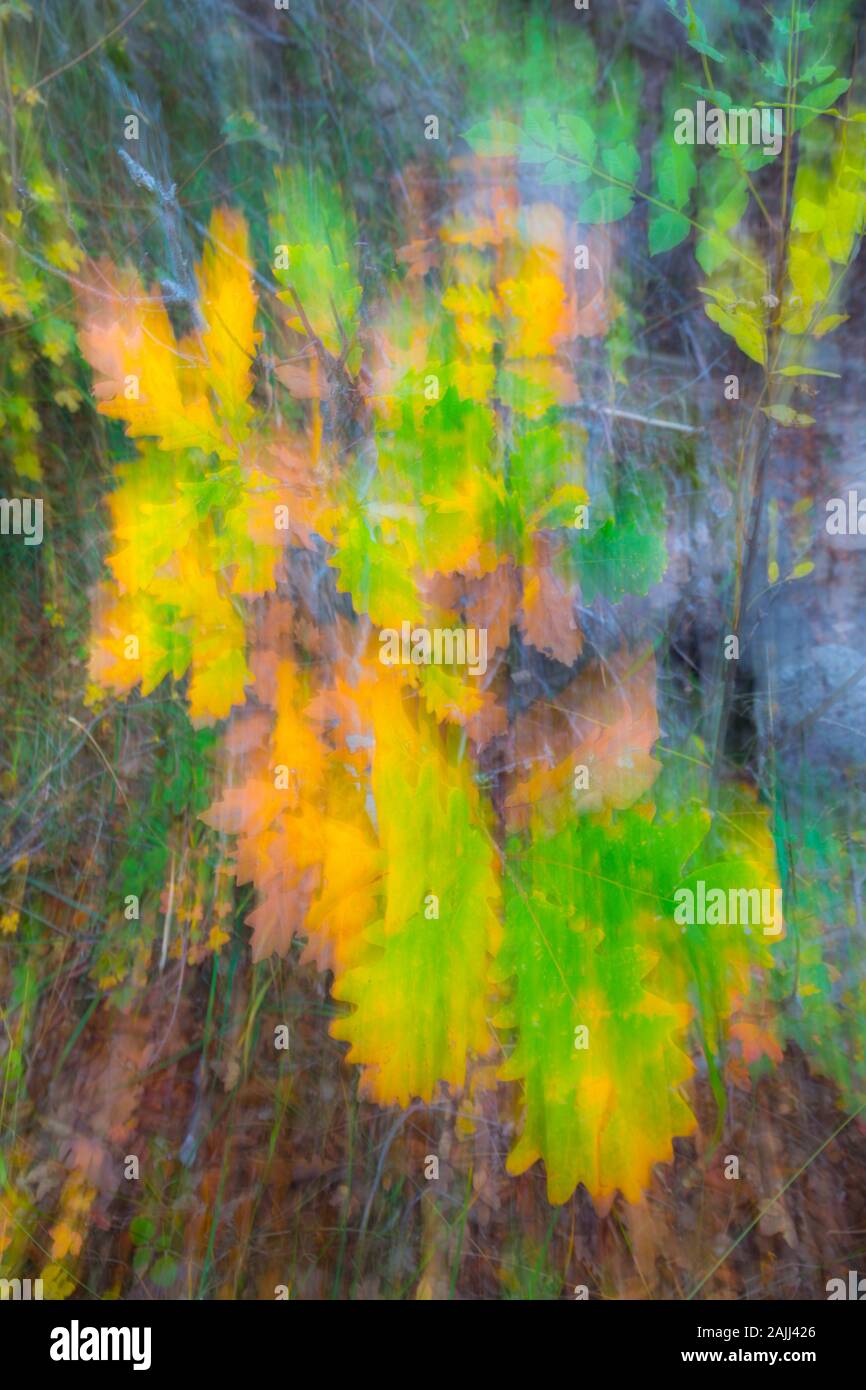 Oak, Hayedo Monte Real, Ajamil de Cameros, Cameros, La Rioja, Spain ...