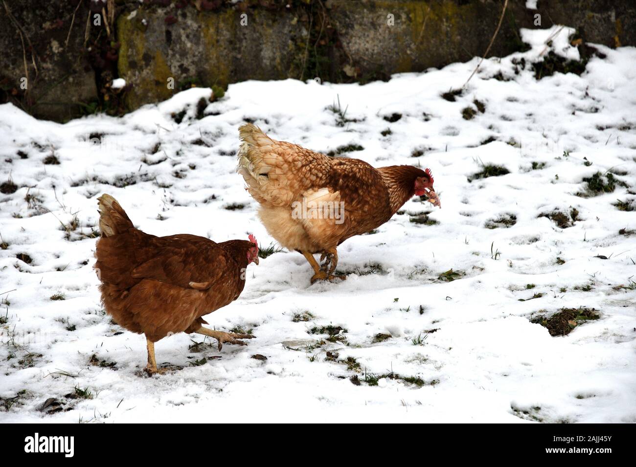 Broiler chicken white feathers hi-res stock photography and images - Alamy