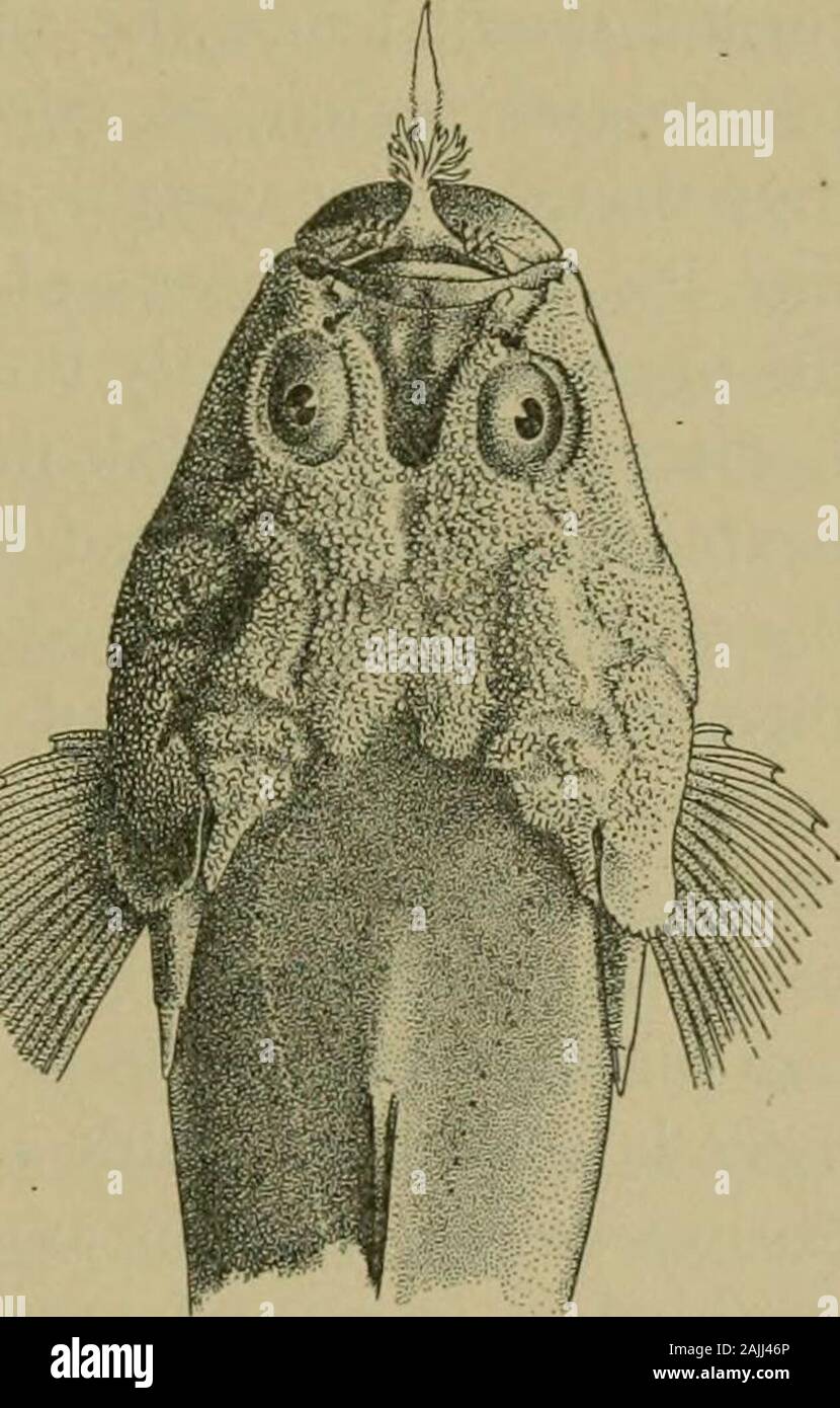 Smithsonian miscellaneous collections . he develop-ment of a median ...
