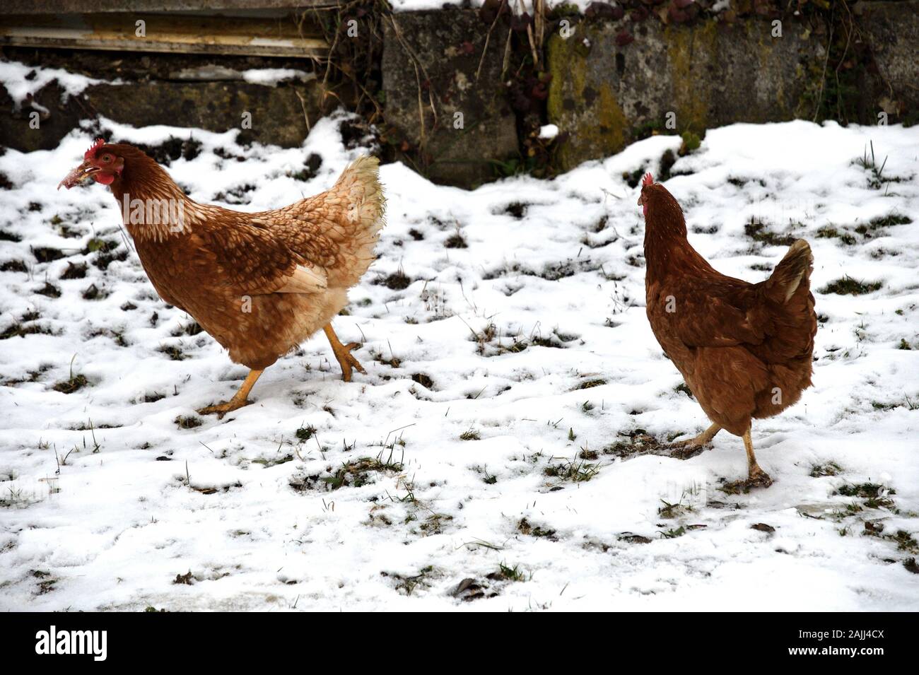 domestic chicken walking and eating on the snow farm in the winter ...