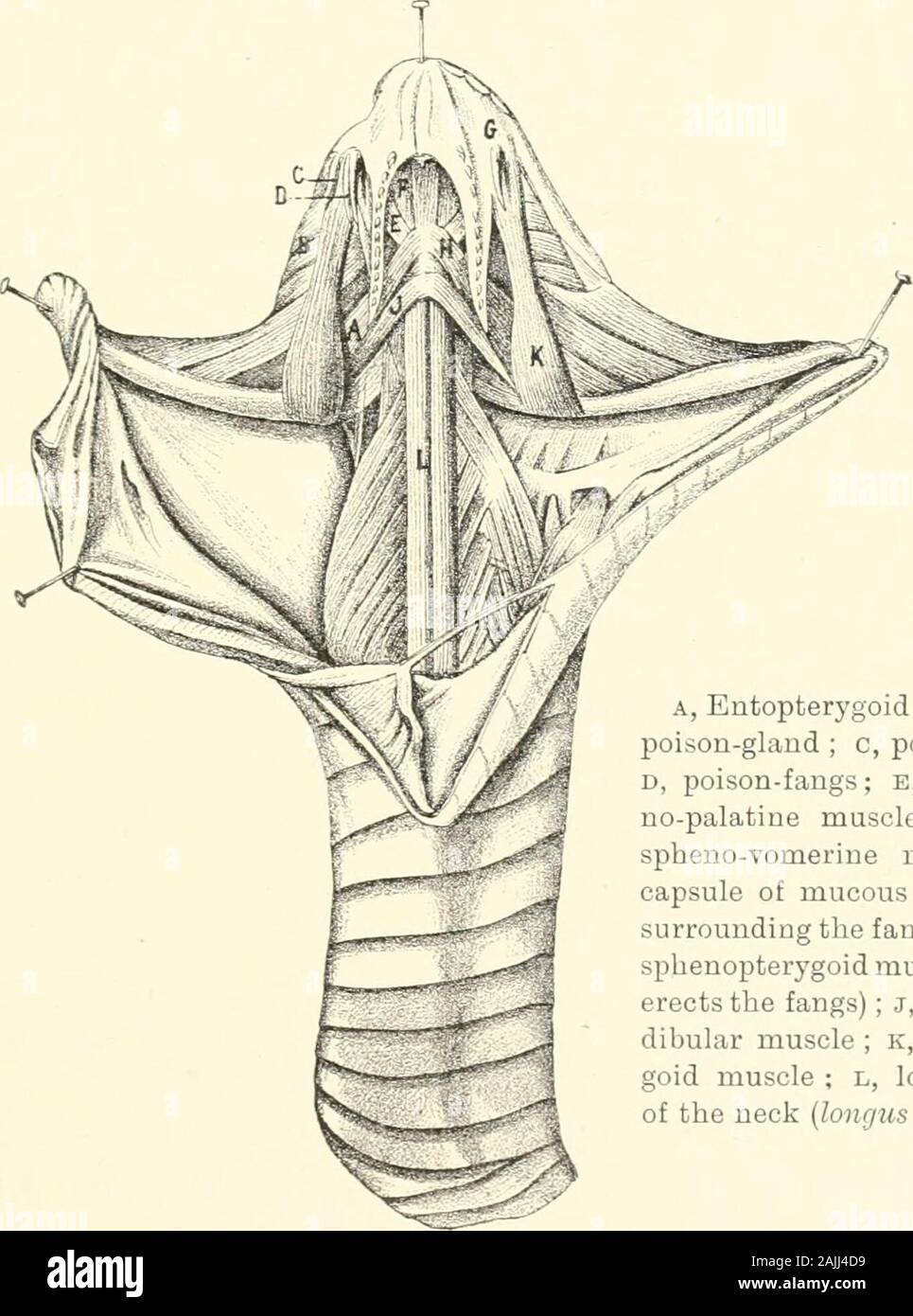 Mandibular duct hi-res stock photography and images - Alamy