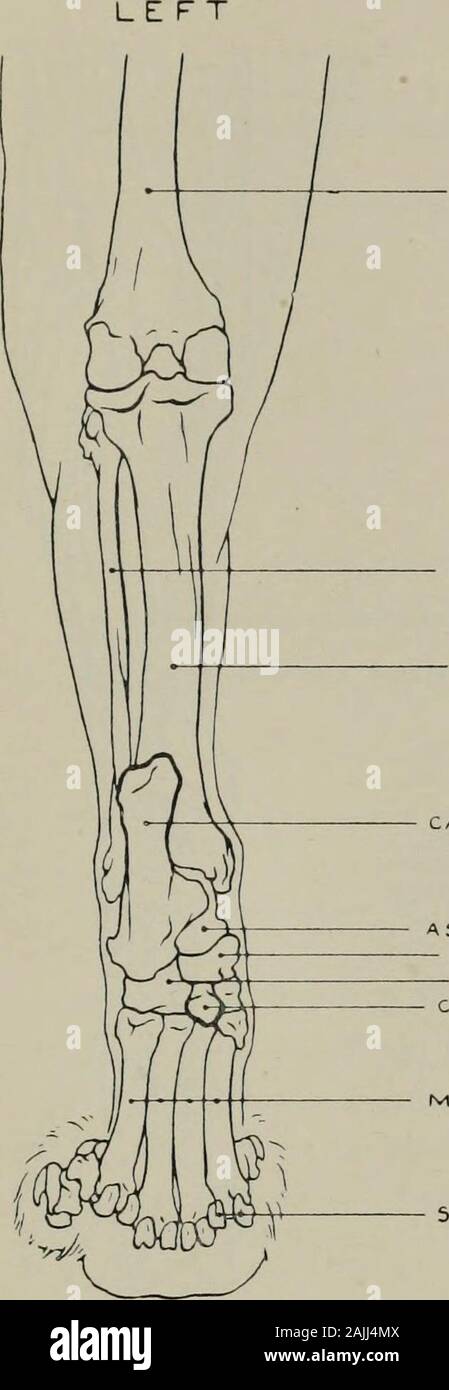Biceps aponeurosis hi-res stock photography and images - Alamy
