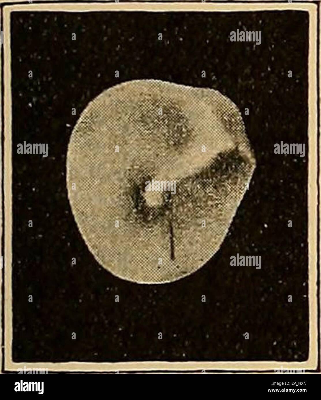 Membrane over eye hi-res stock photography and images - Alamy