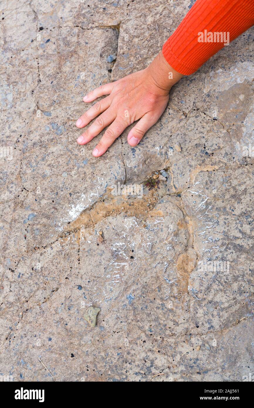 Ichnite, a fossilised footprint, Yacimiento La Cela, Muro en Cameros ...