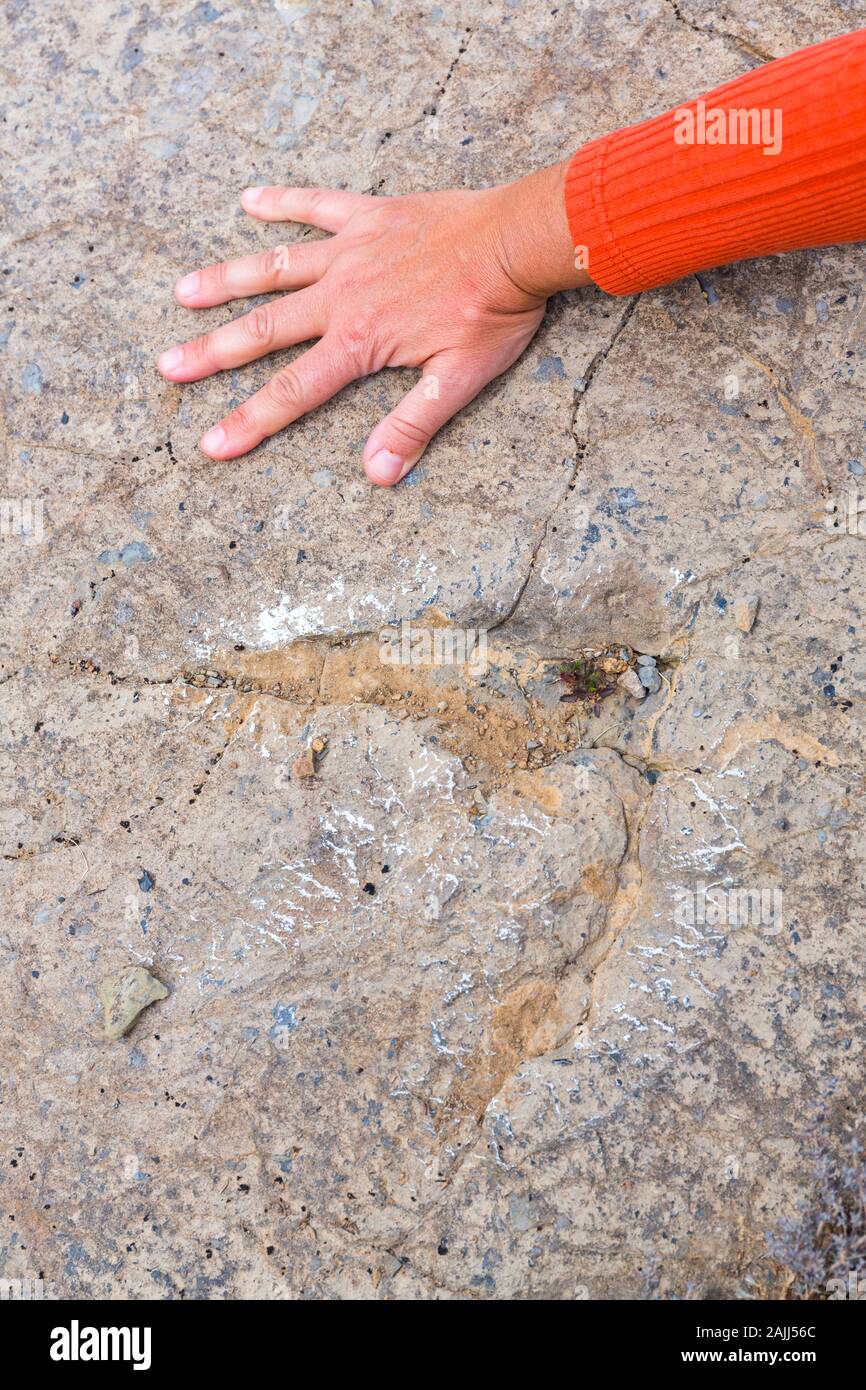 Ichnite, a fossilised footprint, Yacimiento La Cela, Muro en Cameros ...