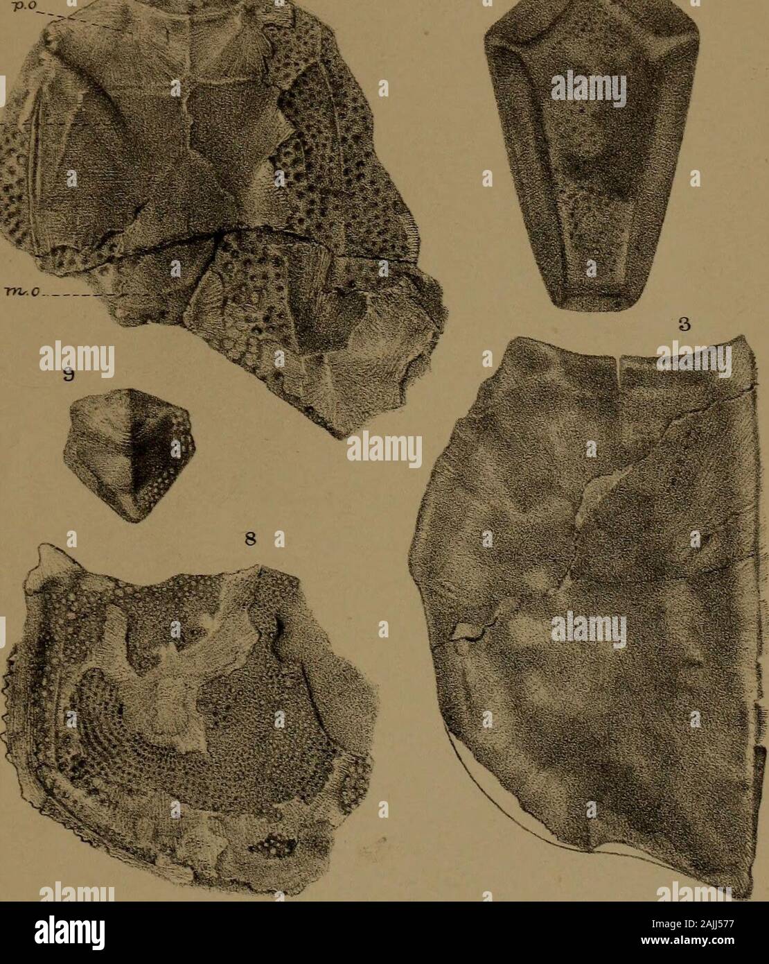 Pteraspis hi-res stock photography and images - Alamy