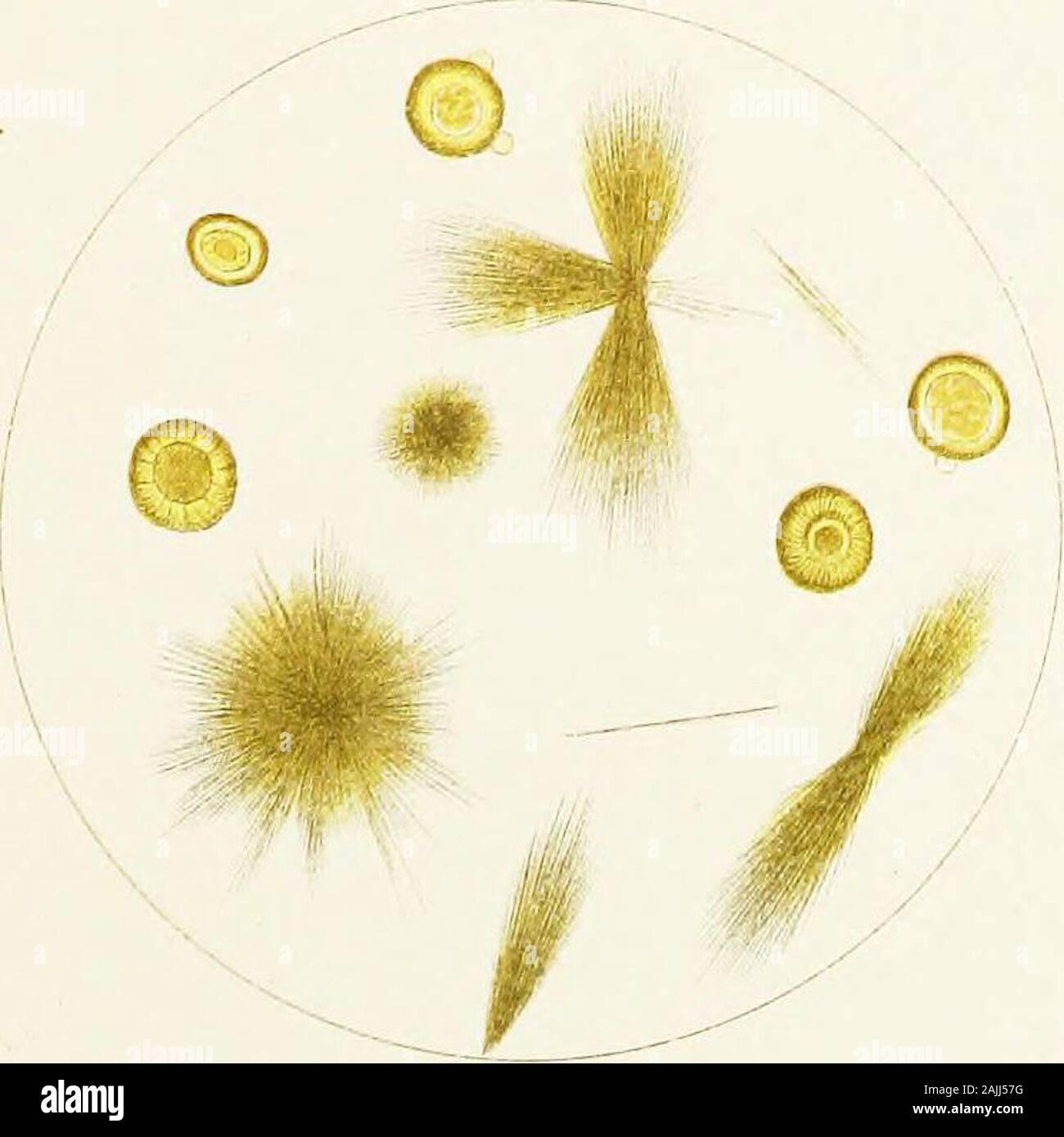 Atlas of urinary sediments; with special reference to their clinical ...