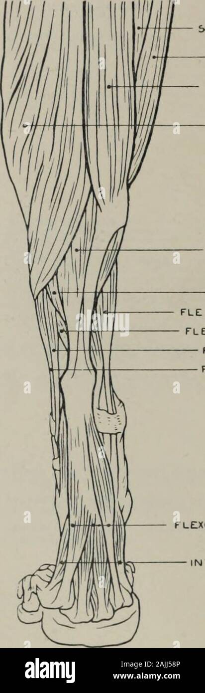 Modelling; a guide for teachers and students . GASTROCNEMIUS POPLITEU3 ...
