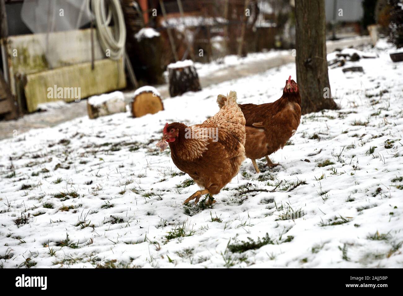 Broiler Chicken White Feathers High Resolution Stock Photography and ...
