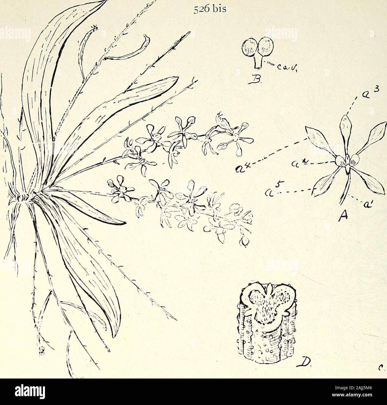 Comprehensive catalogue of Queensland plants, both indigenous and ...