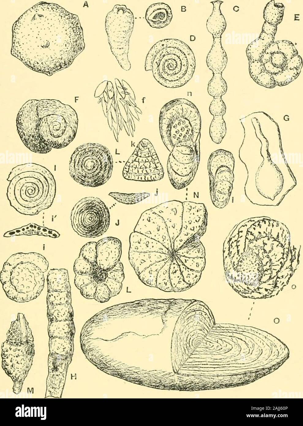 Foraminifera test hi-res stock photography and images - Alamy