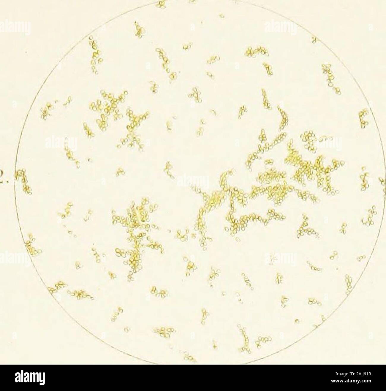 Atlas of urinary sediments; with special reference to their clinical ...