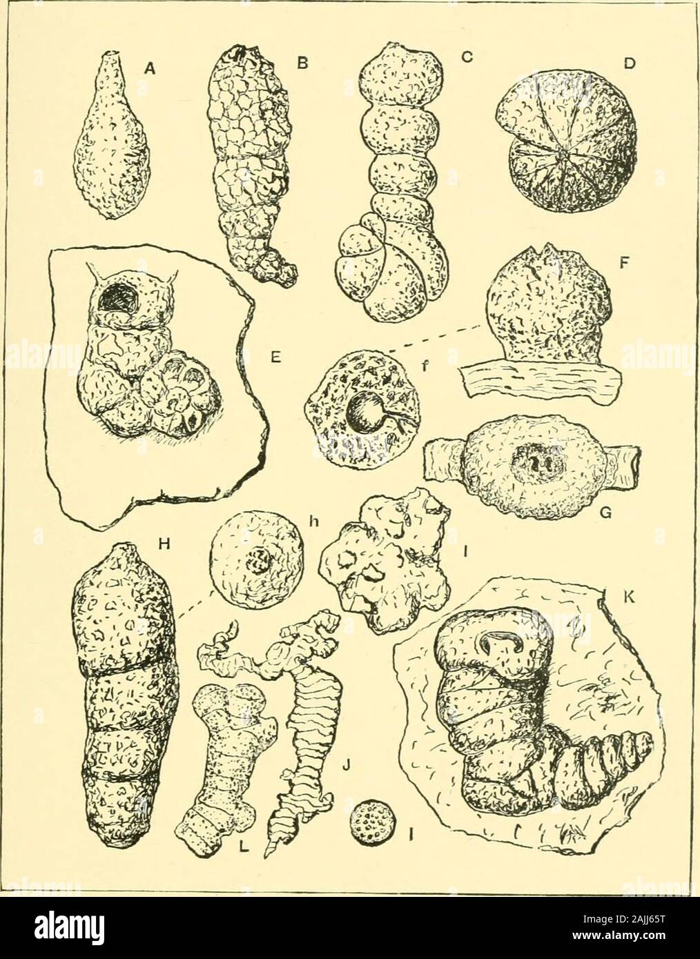 The foraminifera: an introduction to the study of the protozoa . er of ...
