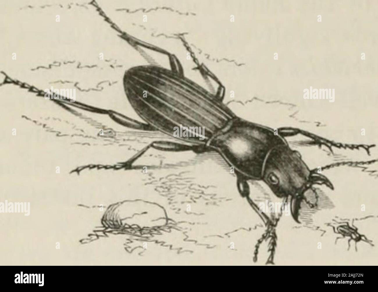 Manyinsects hi-res stock photography and images - Alamy