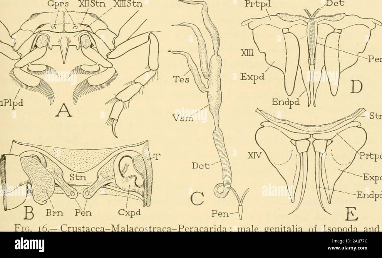 Smithsonian miscellaneous collections . emale. The termi-nal parts of ...