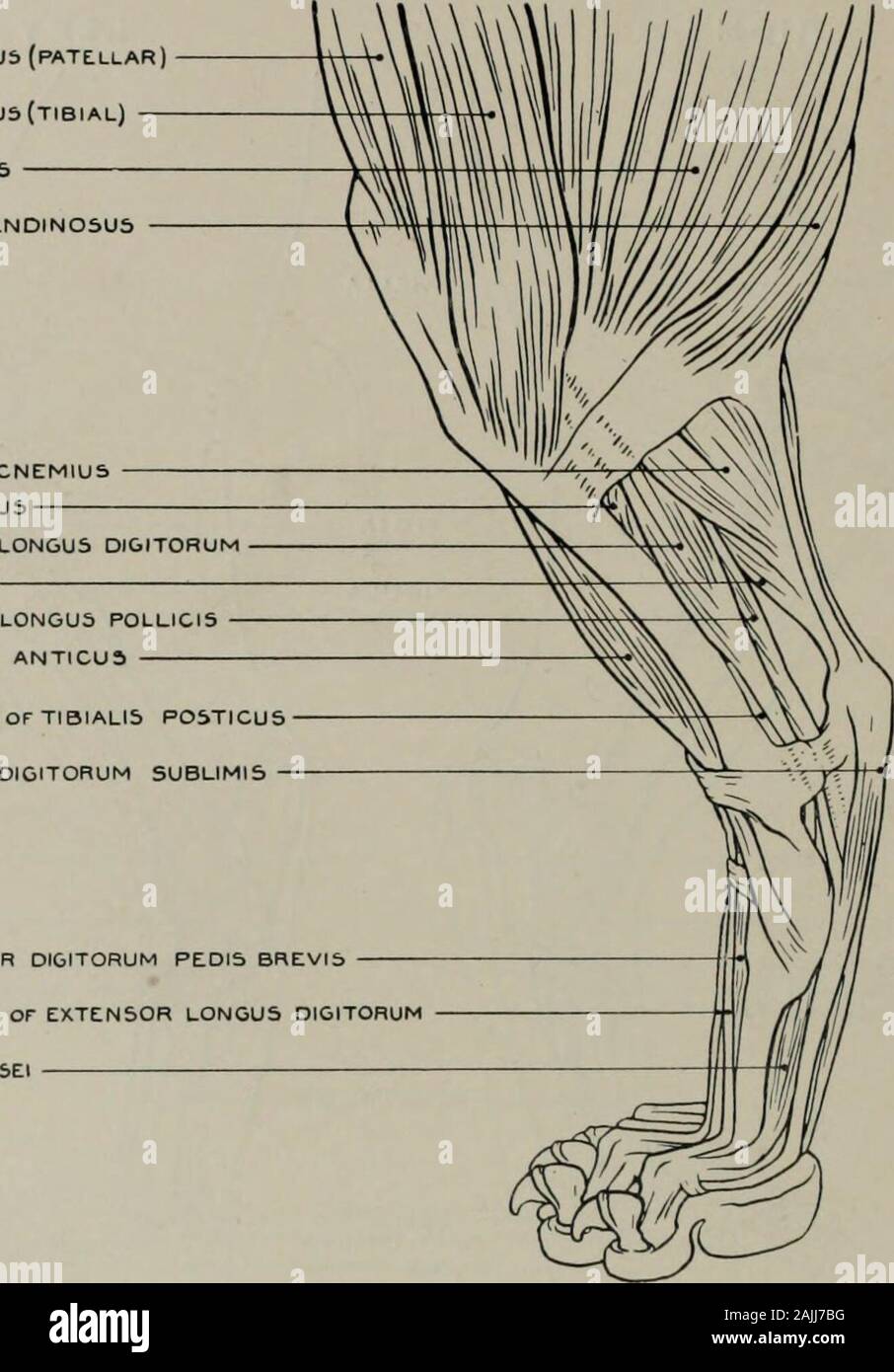 Modelling; a guide for teachers and students . SCAPHOIDSMALL ...
