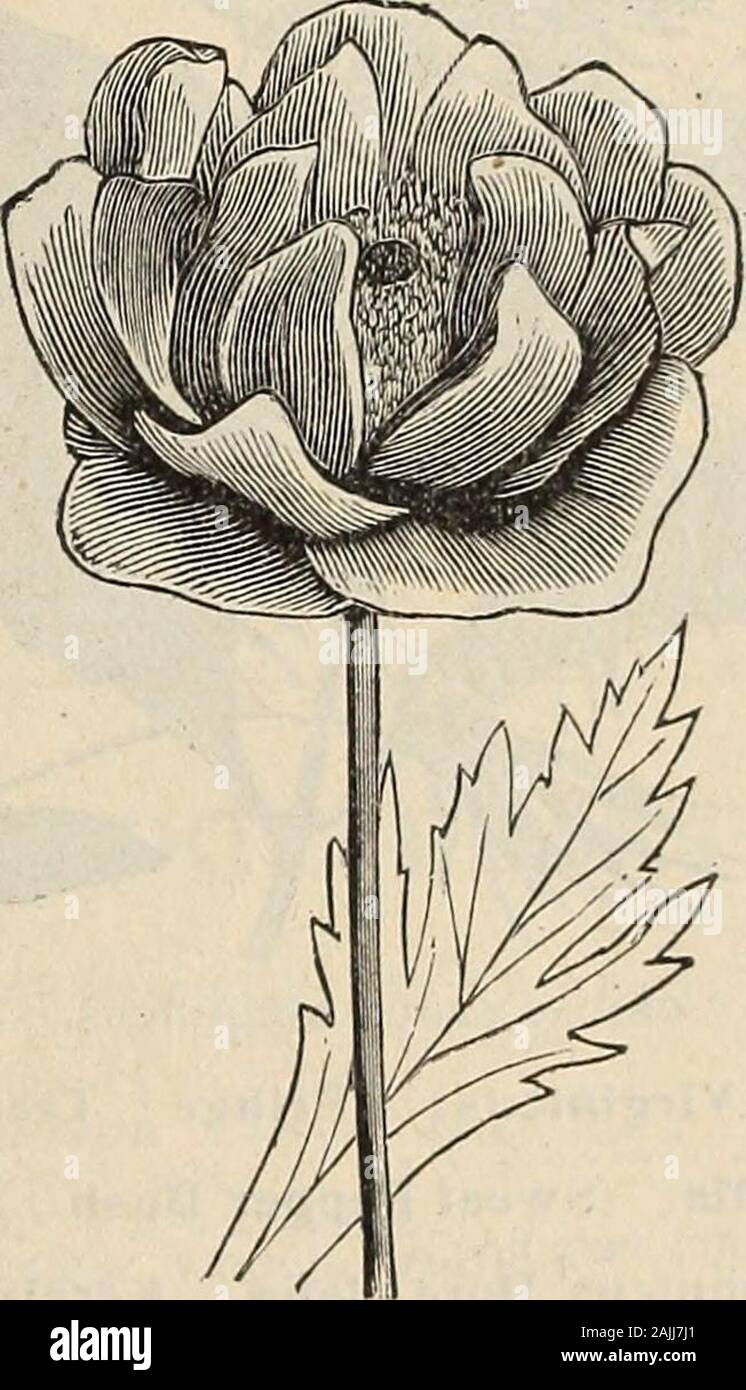 Trollius japonicus hi-res stock photography and images - Alamy