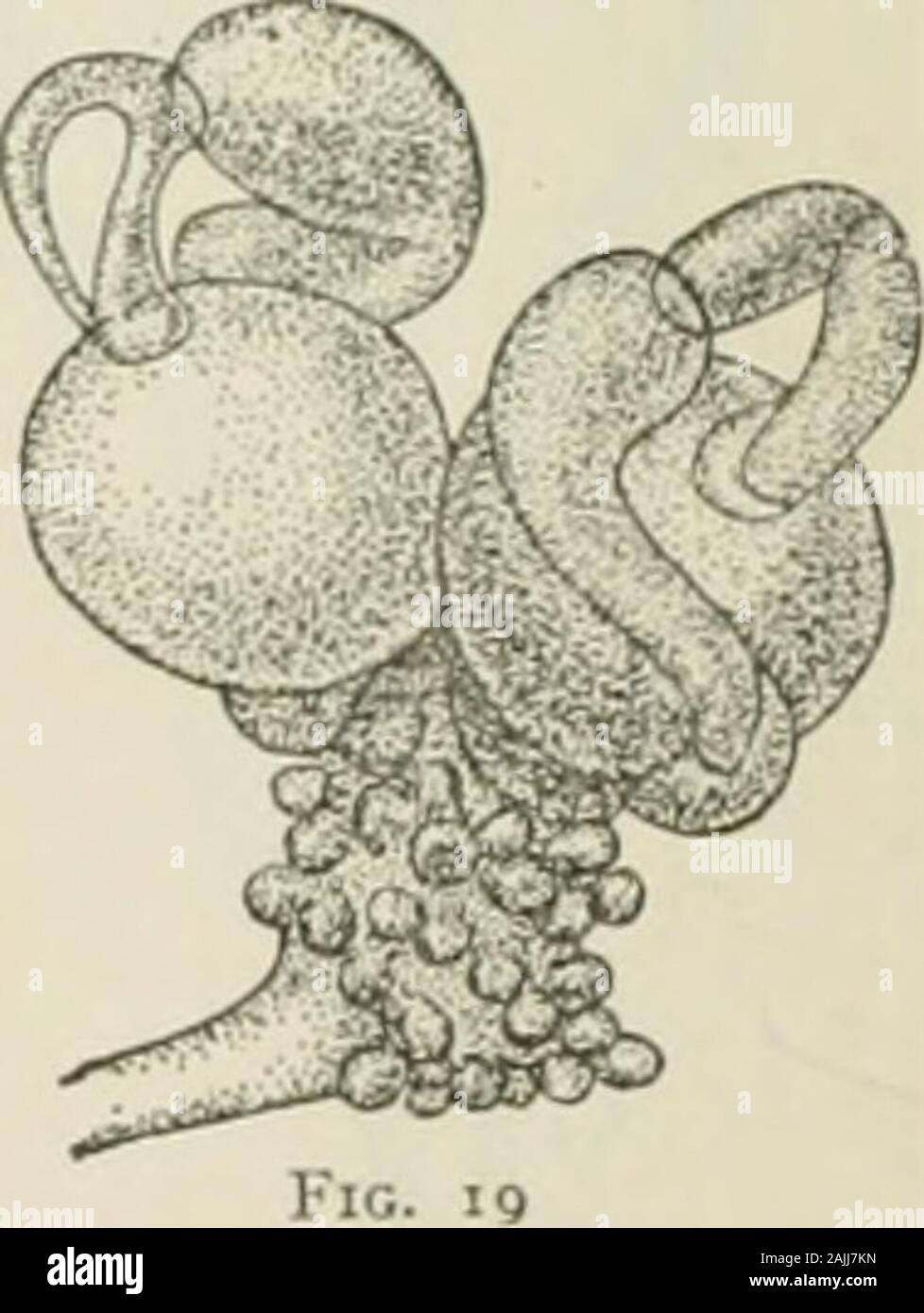 Asci fungus hi-res stock photography and images - Alamy