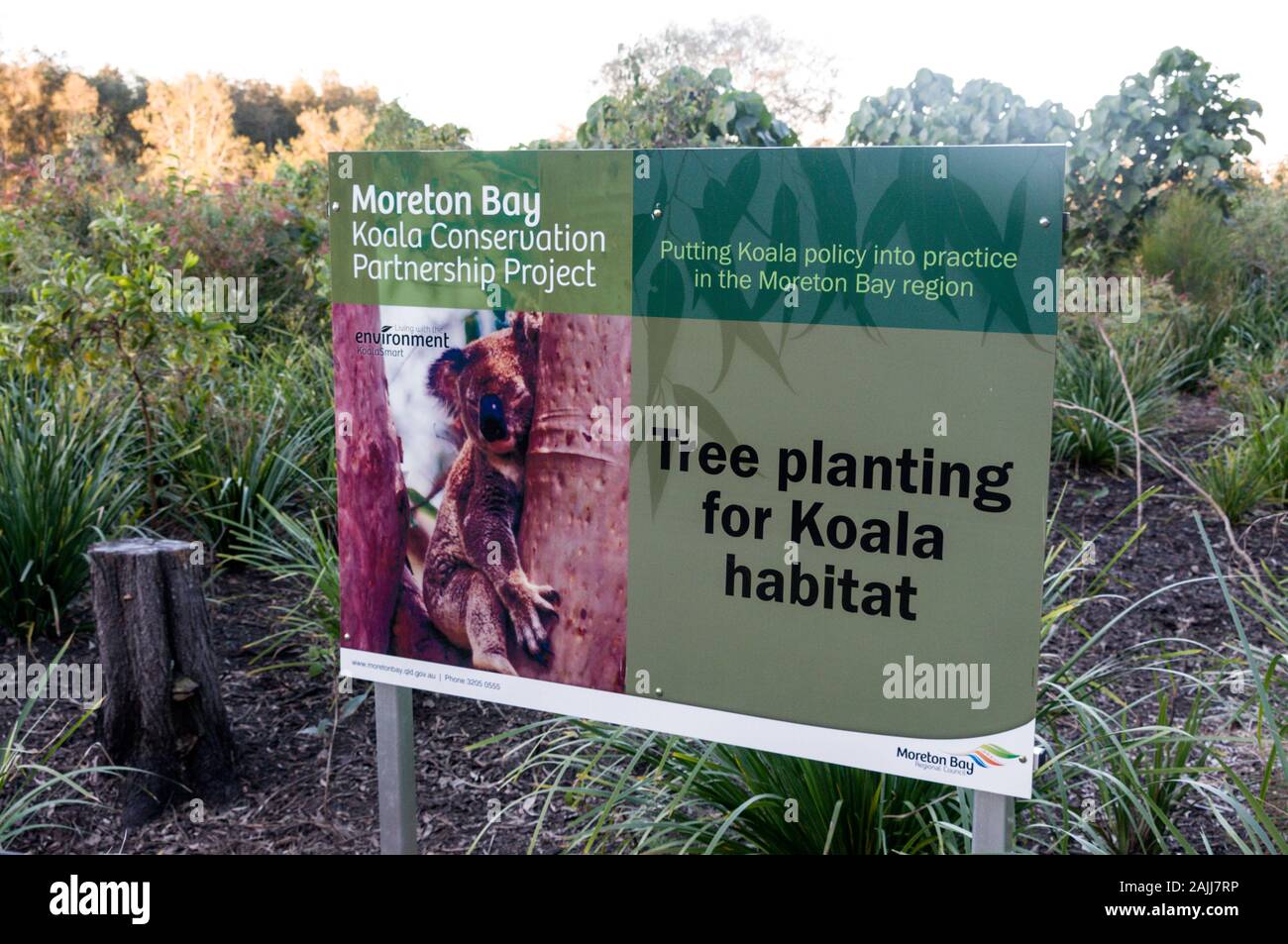 A large banner beside a Koala conservation area with eucalyptus tree ...