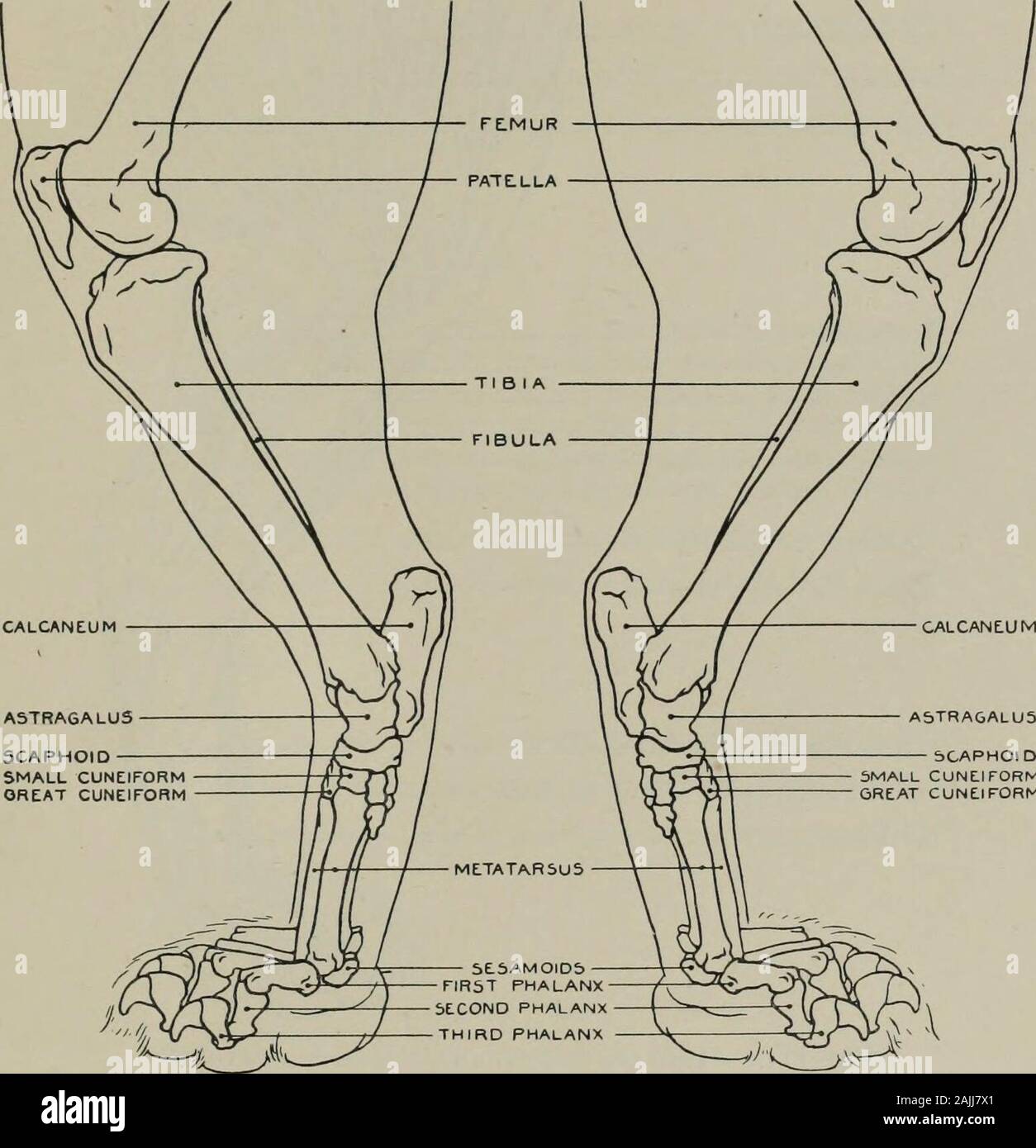 Modelling; a guide for teachers and students . SCAPHOID GREAT CUNEIFORM ...