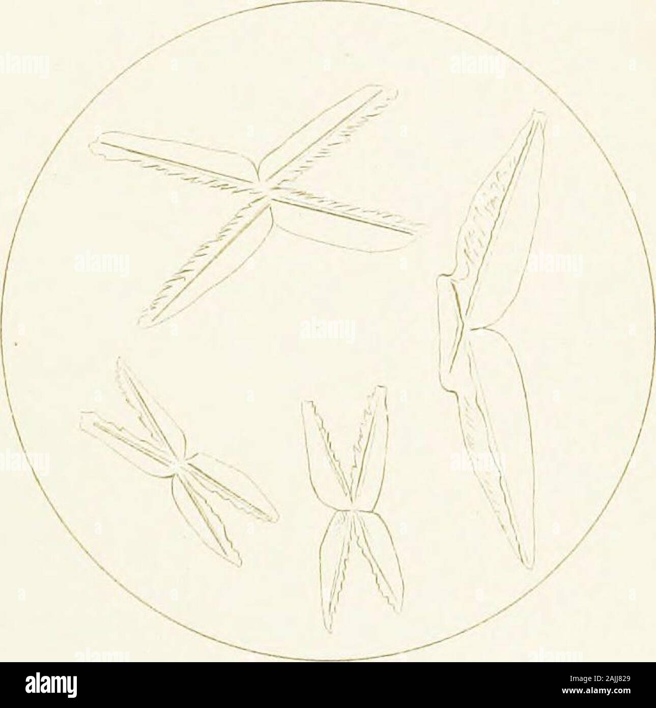 Atlas of urinary sediments; with special reference to their clinical ...