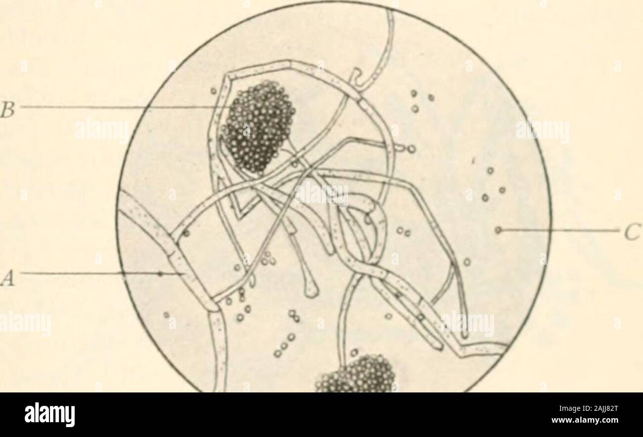 Manual of pathology : including bacteriology, the technic of ...