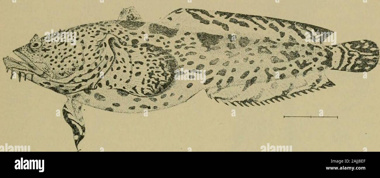 Smithsonian miscellaneous collections . Fig. 105.—European toadfisli ...