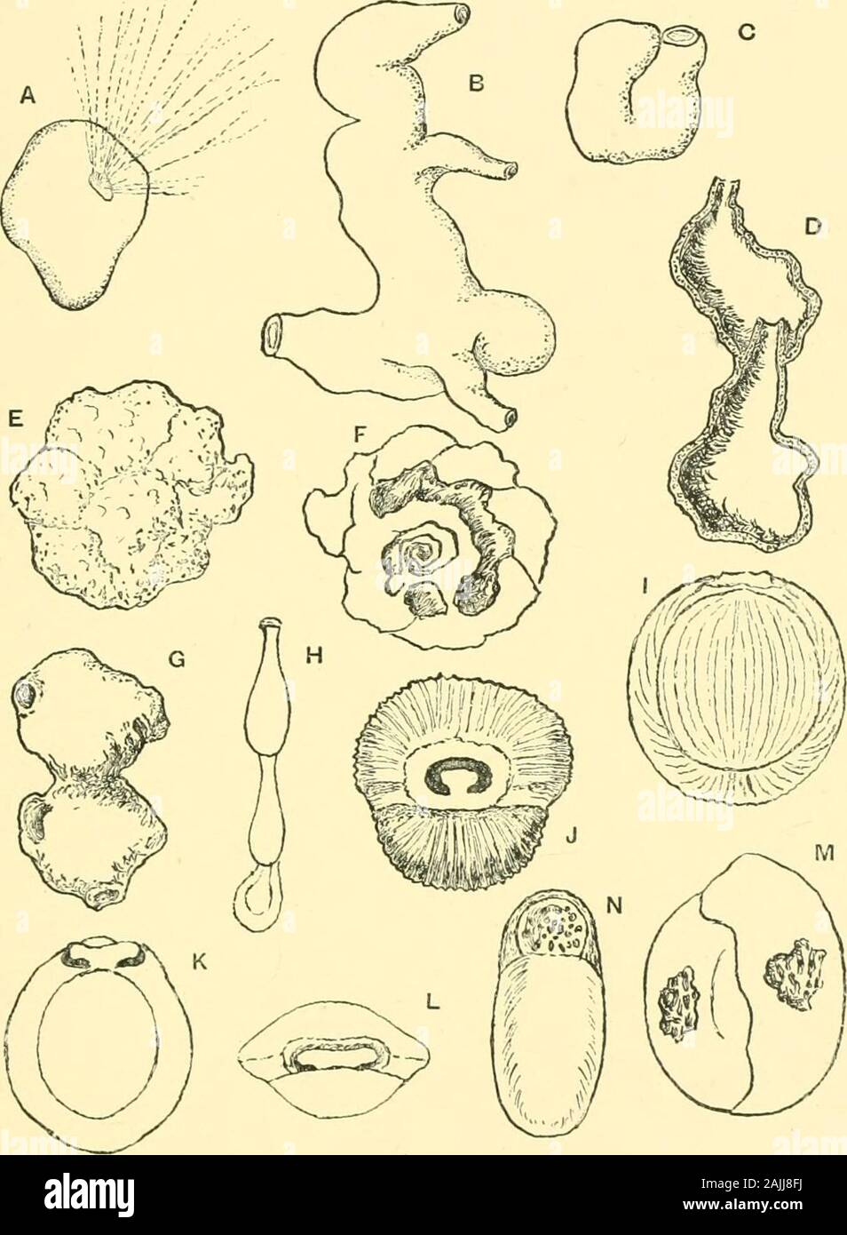 Bookidforaminifera hi-res stock photography and images - Alamy