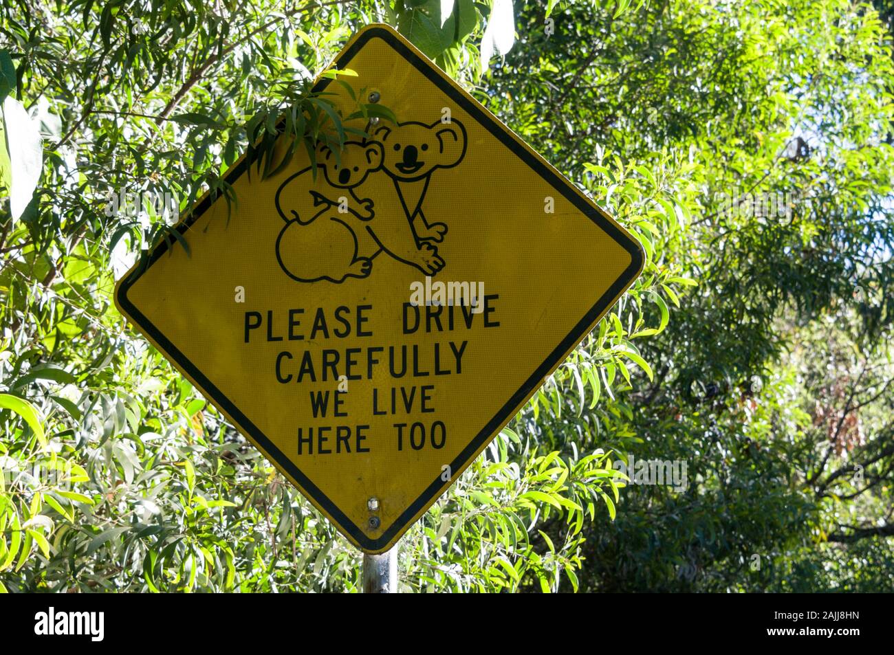 A Koala Rescue road sign on a road close to a Koala habitat on the ...