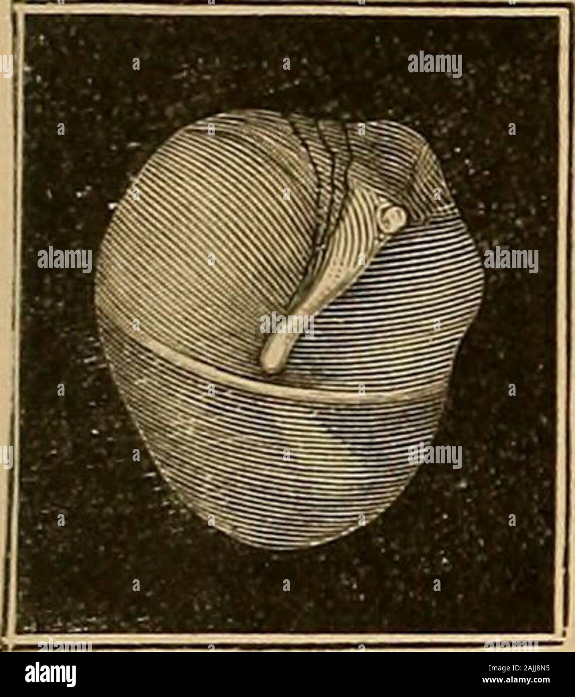 Normal tympanic membrane hi-res stock photography and images - Alamy