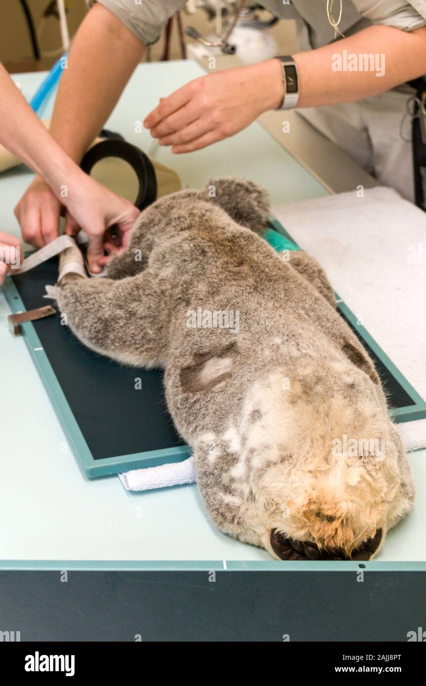 Koala australia hospital hi-res stock photography and images - Alamy