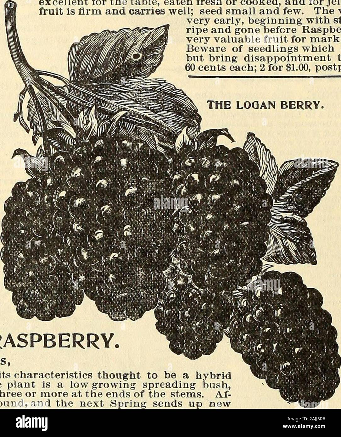 Blackberry Fruit Color