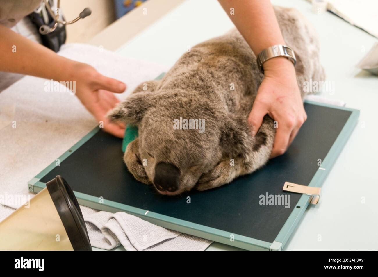 An injured male Koala named Blair being prepared for an X-ray whilst ...