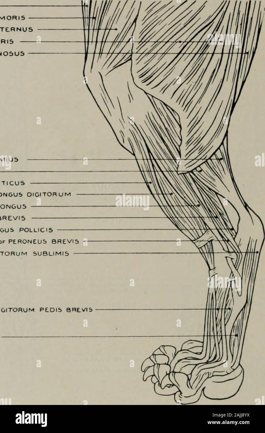 Modelling; a guide for teachers and students . CUNtirORM UNCIFORM OS ...