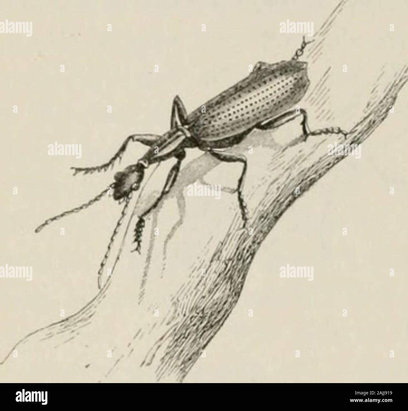 Pitted elytra hi-res stock photography and images - Alamy