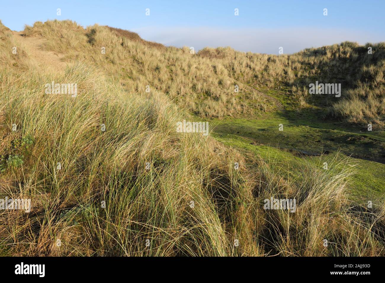 Ynyslas, Wales, UK coastal sand dunes with Marram grass part of the ...