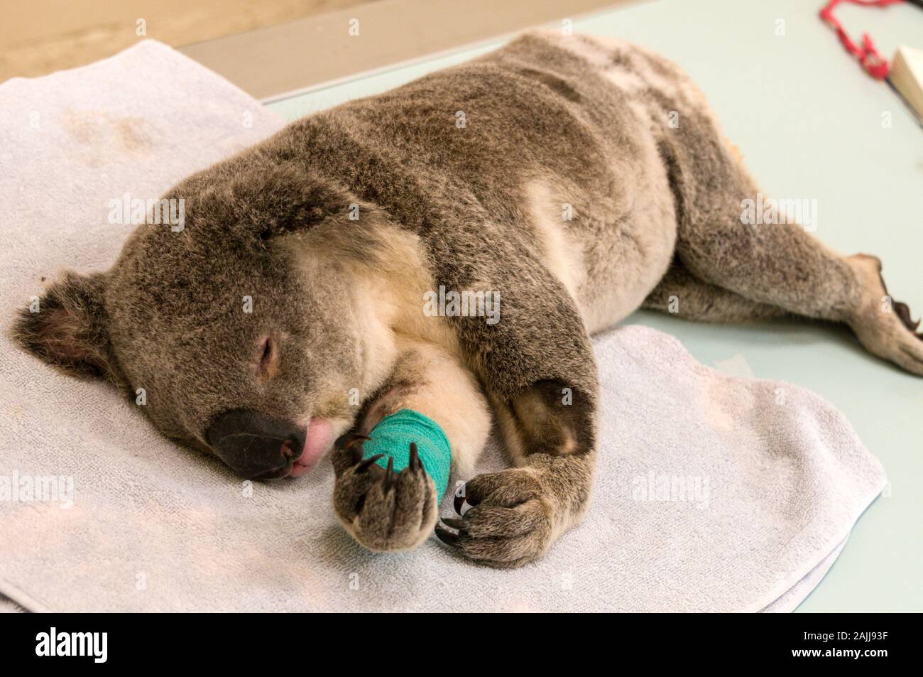 An injured male Koala named Blair being prepared for an X-ray whilst ...