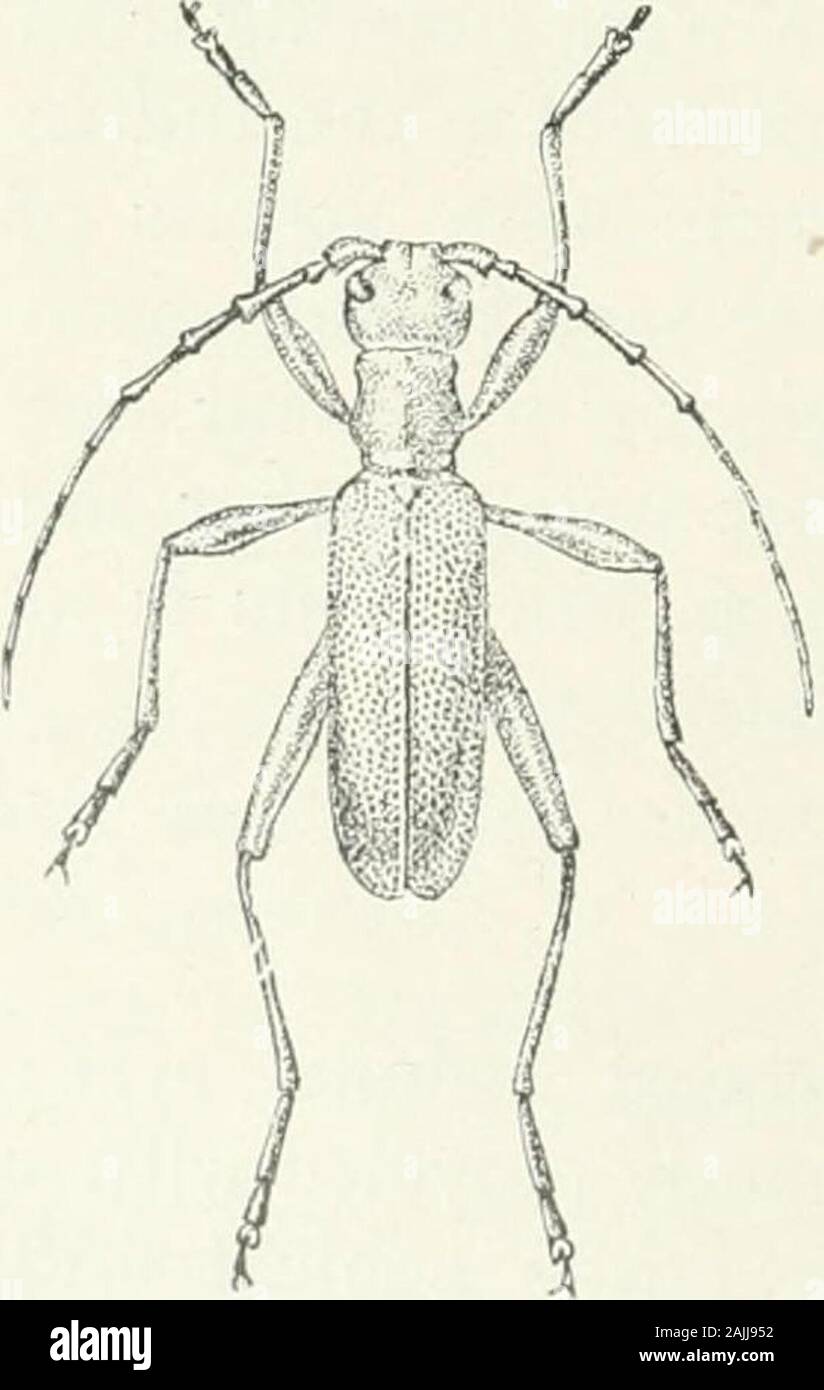 Himalaya insects hi-res stock photography and images - Alamy