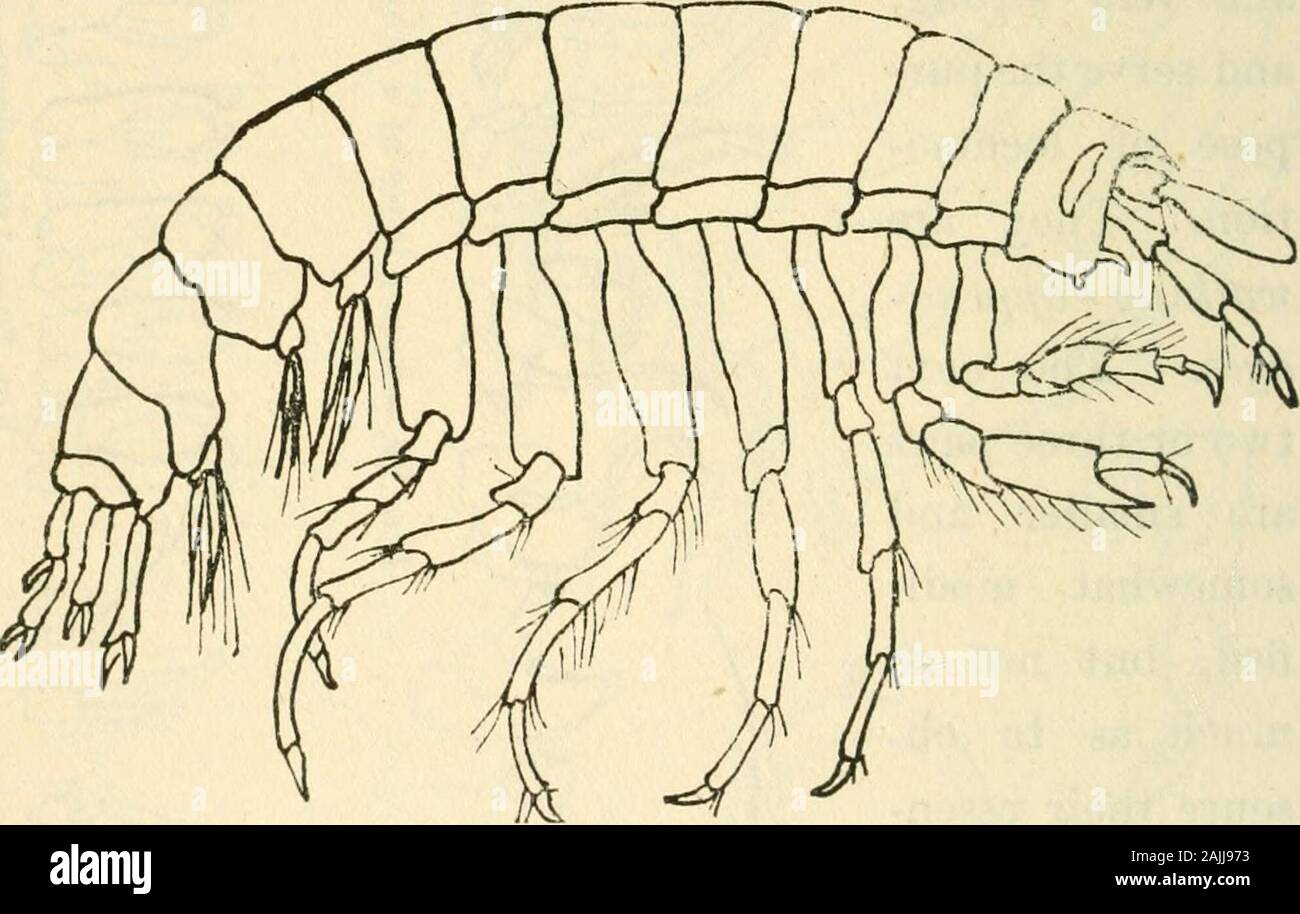 Jaw hinge hi-res stock photography and images - Alamy