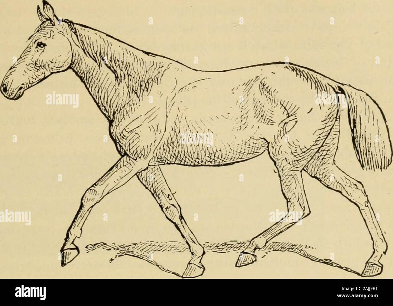 Lateral amble hi-res stock photography and images - Alamy