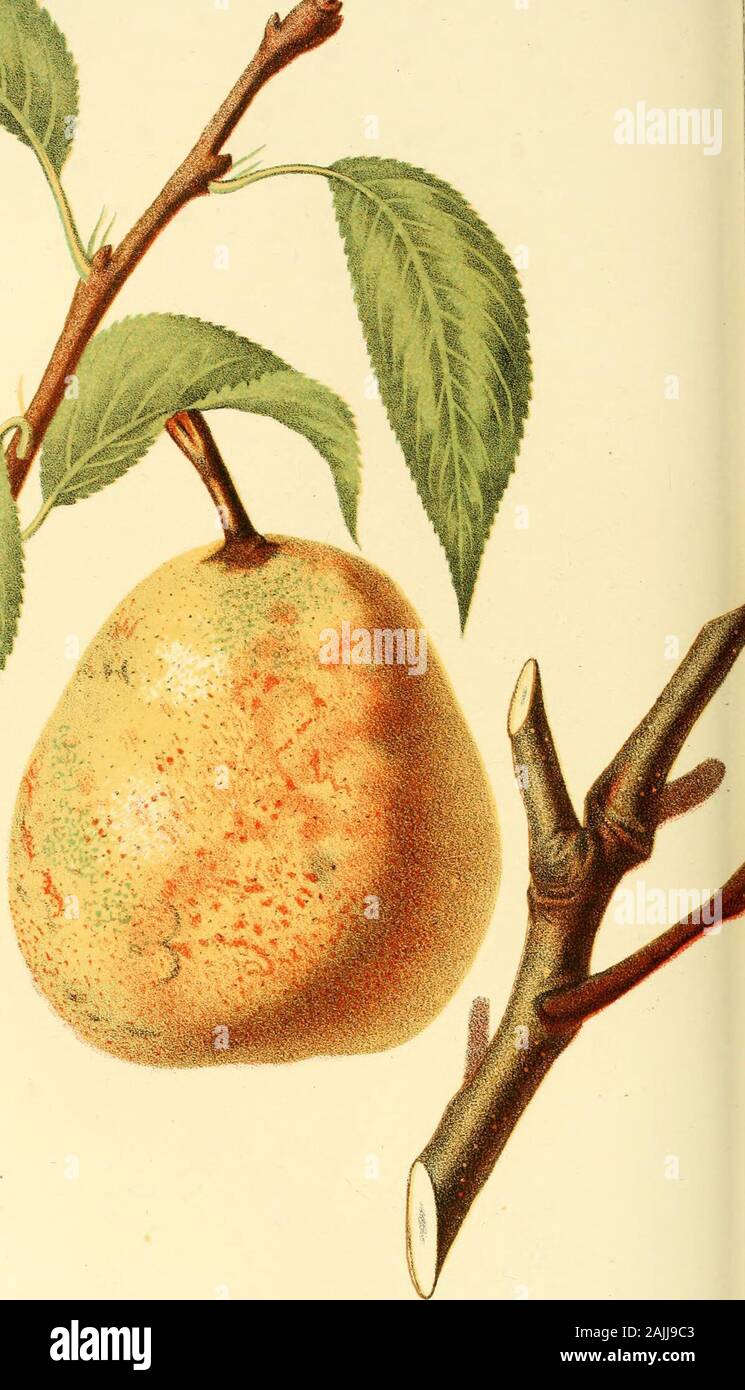 The fruits of America : containing richly colored figures, and full ...