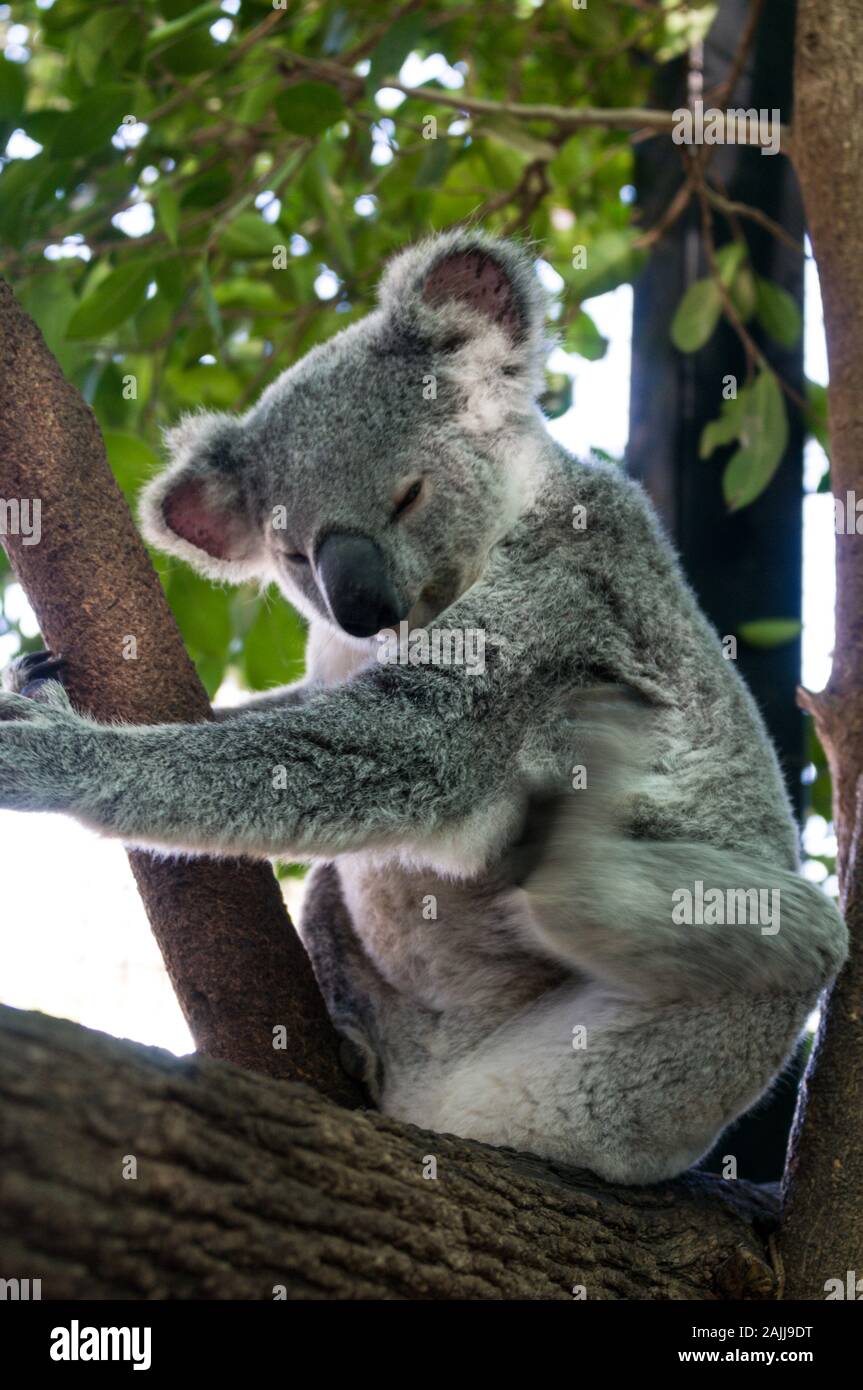 A Koala on a tree branch, recovering from hospital treatment after its ...