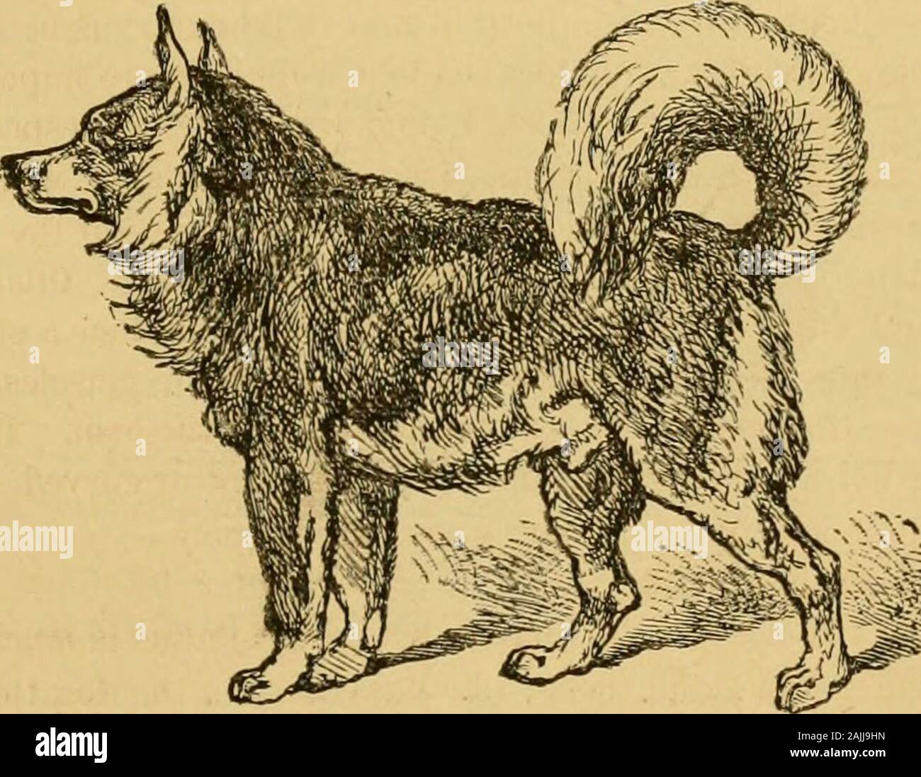 How Much Stronger Are Dogs Than Humans