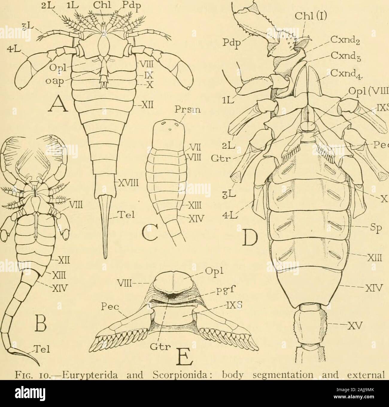 Eurypterids And Xiphosura