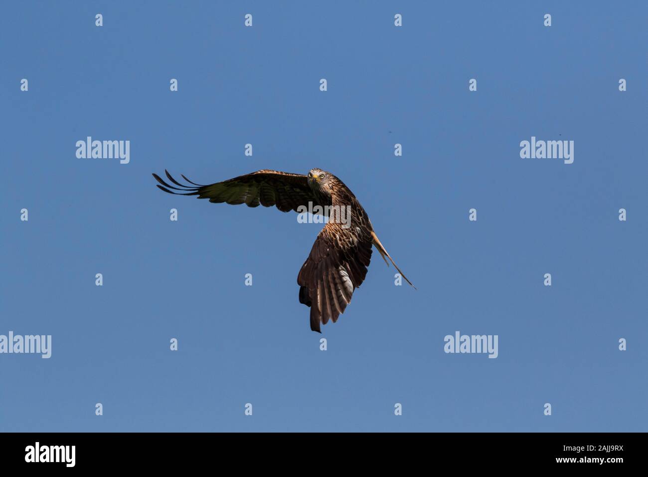Juvenile and adult red kites hi-res stock photography and images - Alamy
