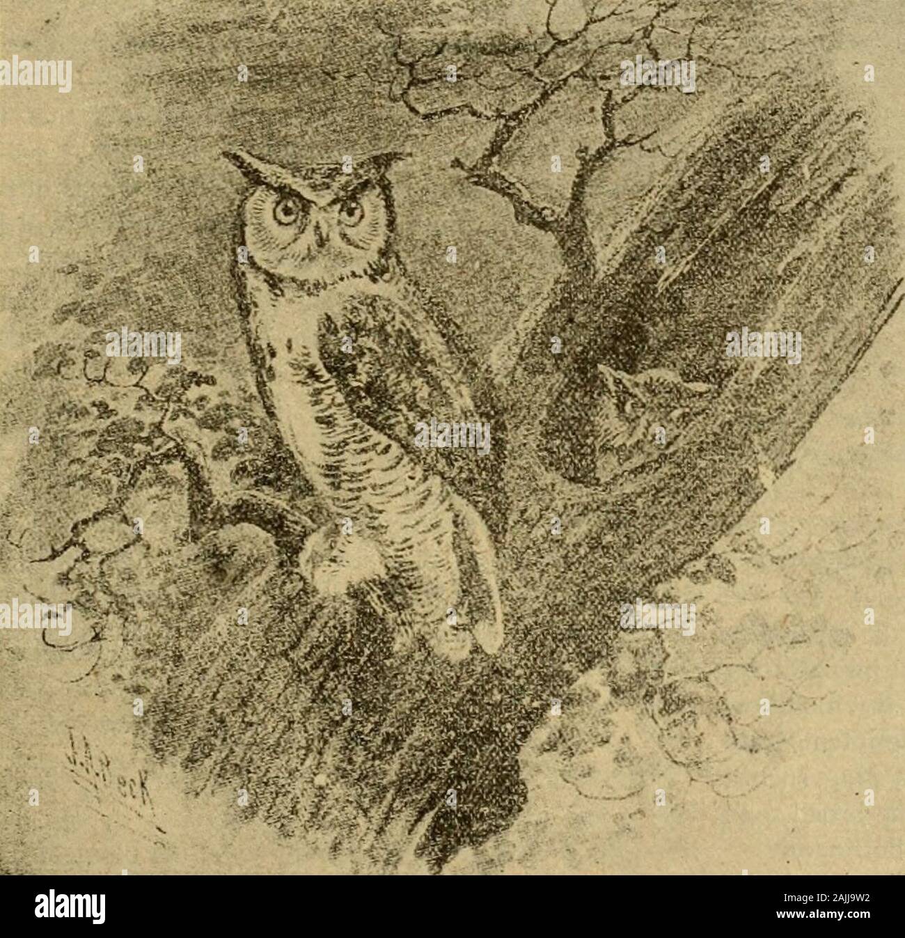 Owlfamily hi-res stock photography and images - Alamy