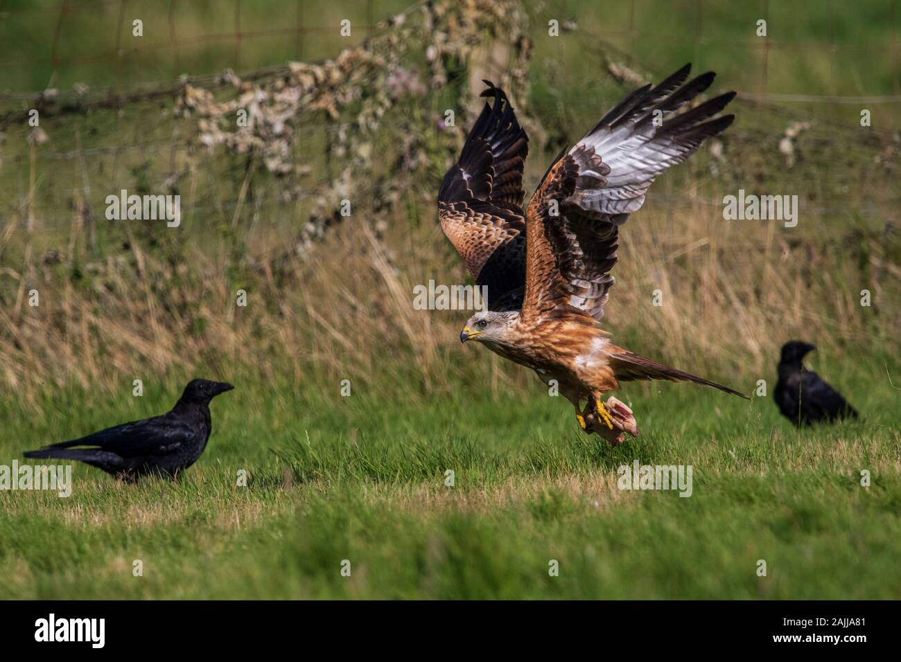 red kites stooping to grab meat off the ground Stock Photo - Alamy