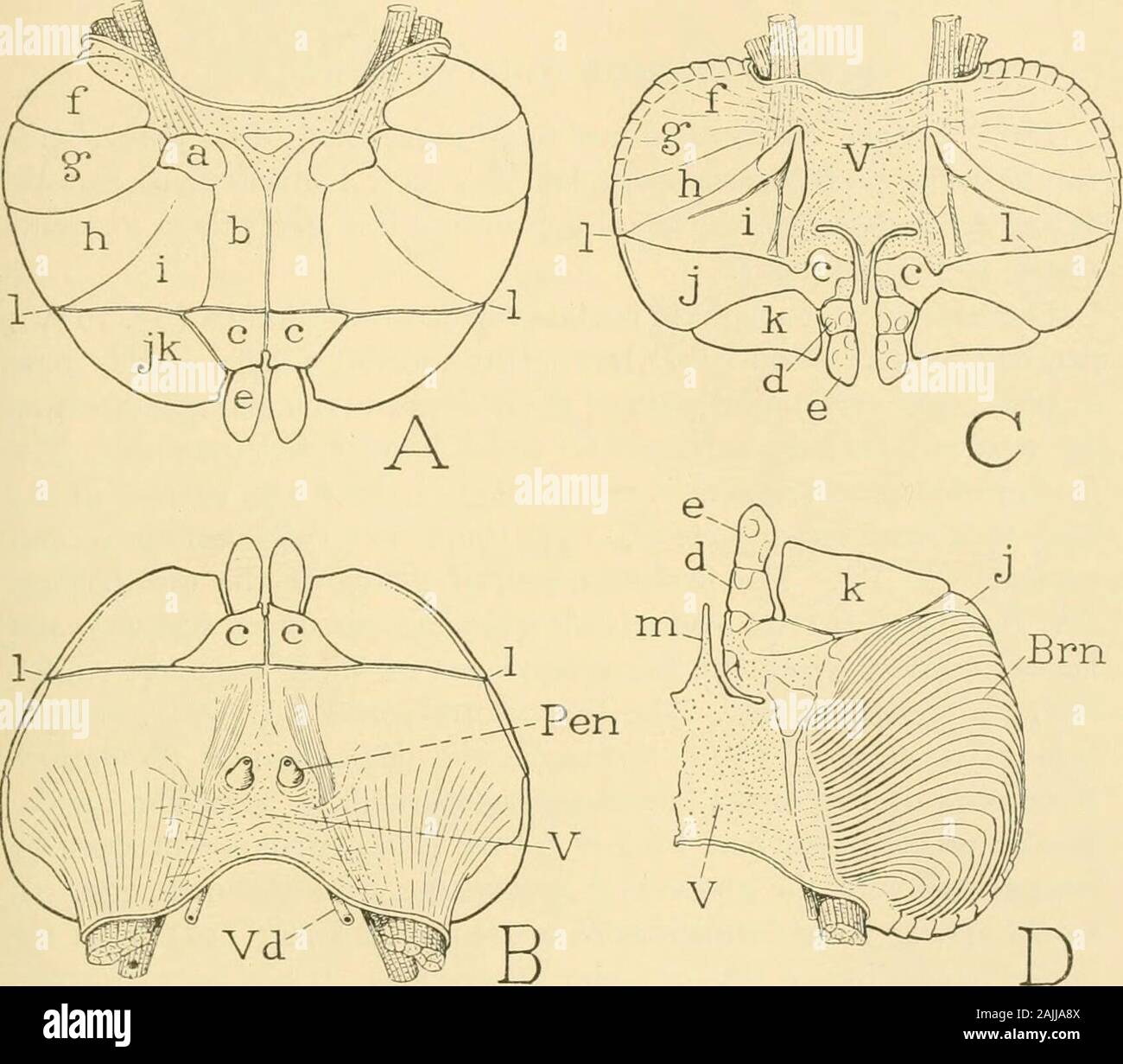Male gonads hi-res stock photography and images - Alamy