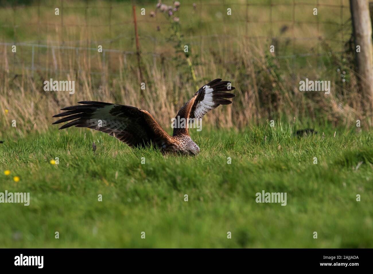red kites stooping to grab meat off the ground Stock Photo - Alamy